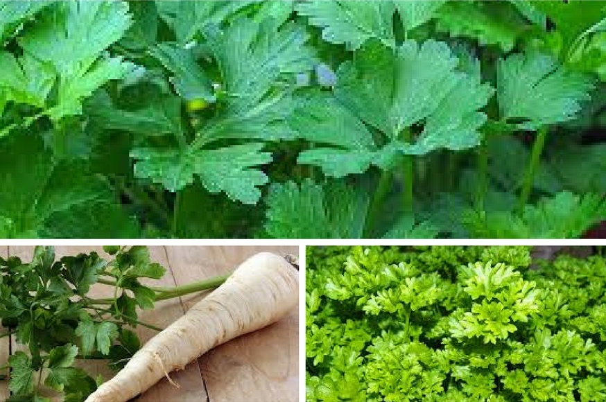 Vegetables A-Z: parsley – Tomappo blog