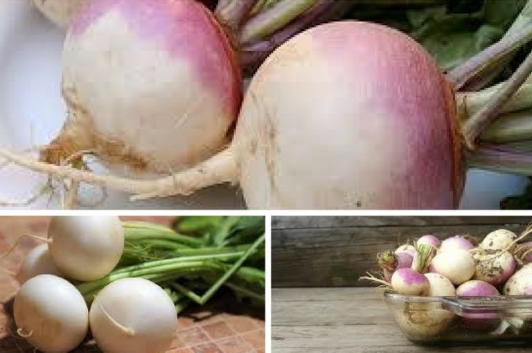 repa – Tomappo blog