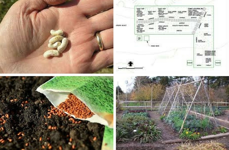 Sowing plan – Tomappo blog