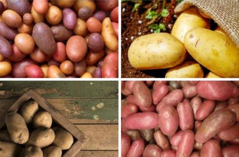 Tuber vegetables – Tomappo blog